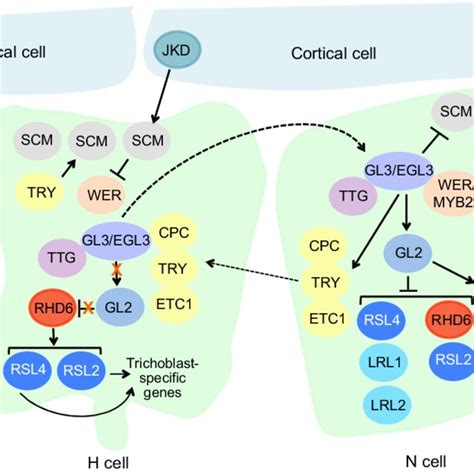 Position Dependent Cell Fate Specification In The Arabidopsis Root