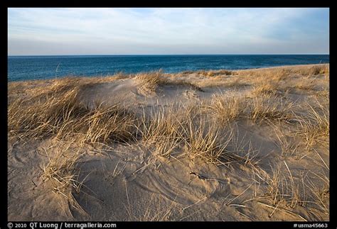 Picture Photo Dune Grass Late Afternoon Race Point Beach Cape Cod