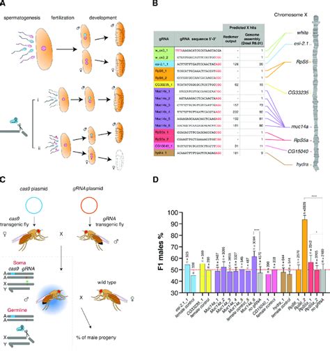 Development Of Sex Ratio Distorters In Drosophila A Model For