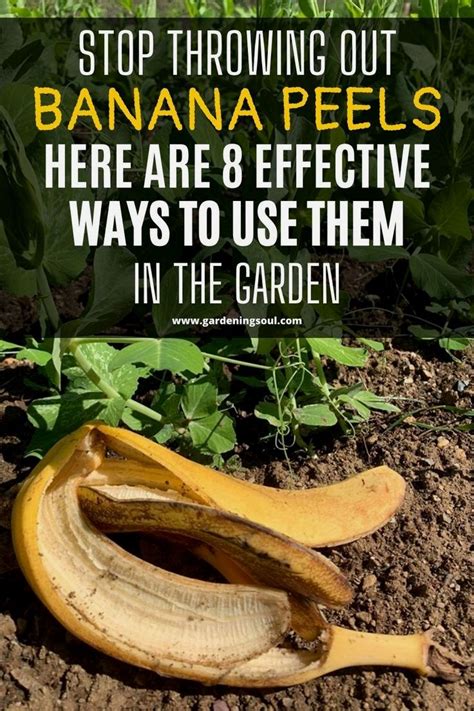 Stop Throwing Out Banana Peels Here Are 8 Effective Ways To Use Them