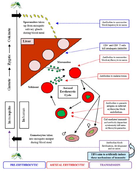 plasmodium sexual stage parasites present distinct targets