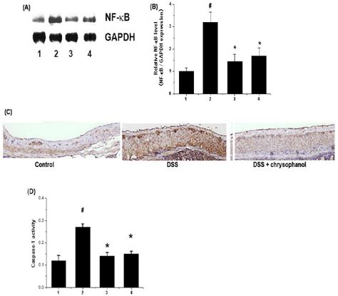 Effects Of Chrysophanol On The Activation Of Nf κ B P65 And Caspase 1