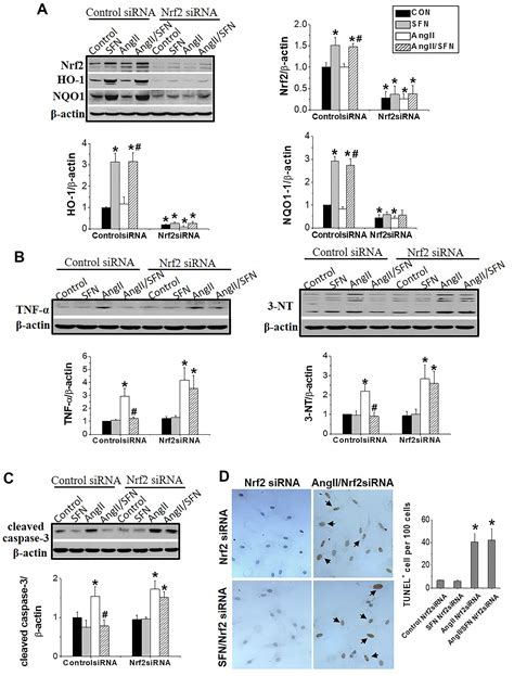 Sulforaphane Inhibits Angiotensin Ii Induced Cardiomyocyte Apoptosis By