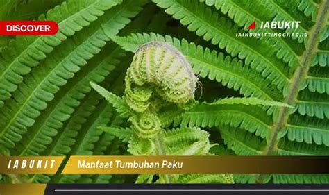 Temukan 7 Manfaat Tumbuhan Paku Yang Jarang Diketahui Bikin Kamu