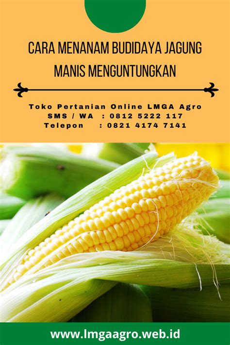 Cara Menanam Jagung Yang Baik Dan Benar Ilmubudidaya