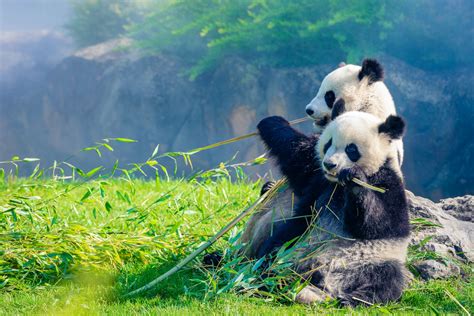 weird panda behavior explained giant pandas in china