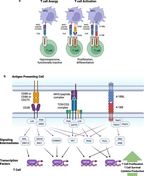A The Involvement Of Native Cd28 And 4 1bb Costimulation In T Cell