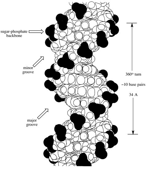 Illustrated Glossary Of Organic Chemistry Deoxyribonucleic Acid