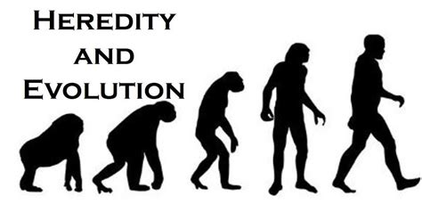 Human Evolution Short Notes