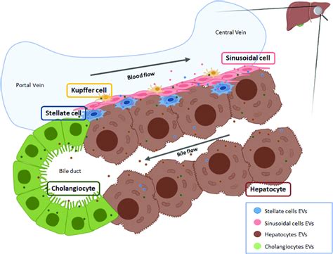Liver Architecture And Evs Interactions Between Different Liver Cell