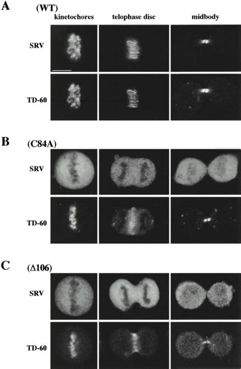 The Bir Motif C84a Mutation And The Δ106 Cooh Terminal Truncation On