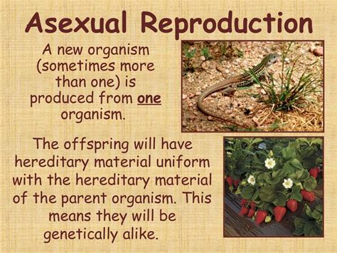 Asexual Reproduction