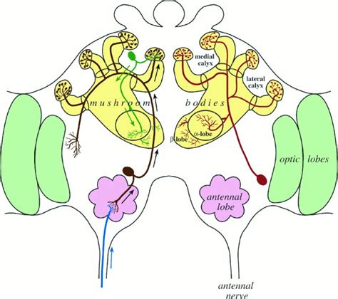 Simplified Scheme Of Olfactory Left And Putative Inhibitory Right