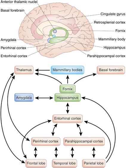 regions involved in episodic memory a brain areas important for