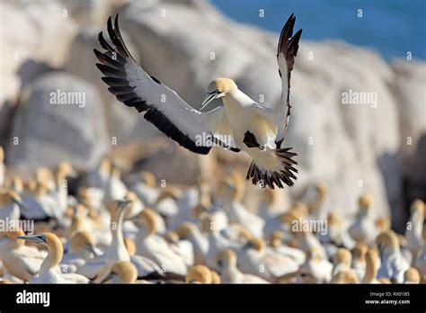Cape Gannet Morus Capensis Adult Flying Approach Over Bird Colony