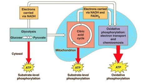 Cellular Respiration Made Simple Free Downloadable Pdf Guide