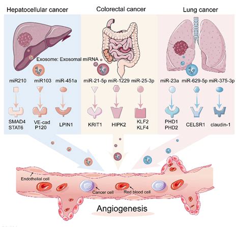Figure 1 From Emerging Role Of Exosome Derived Non Coding Rnas In Tumor
