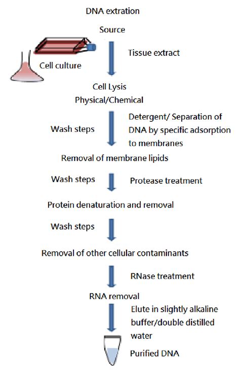 Dna Extraction Techniques
