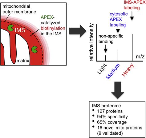 Mitochondrial Intermembrane Space