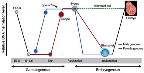 Genes Free Full Text Dna Methylation Reprogramming During Mammalian