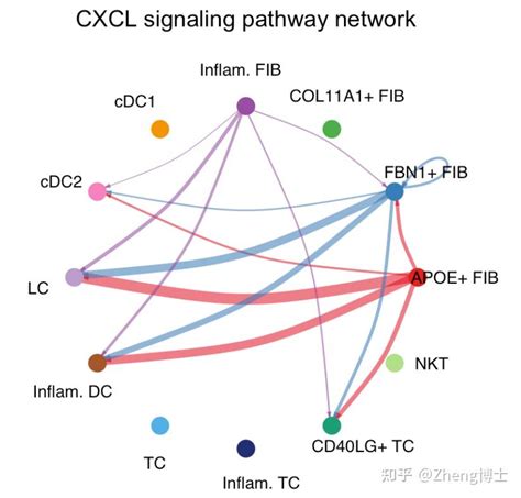 细胞通讯分析（单细胞测序）———cellchat（homo、mus） 知乎