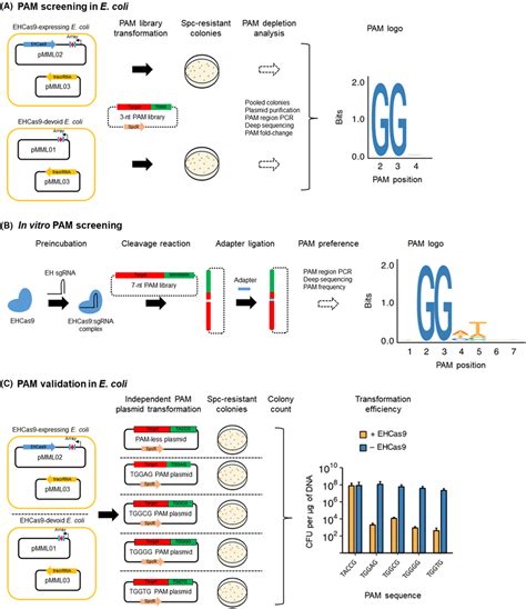 Ehcas9 Pam Screening And Validation Plasmids Containing A