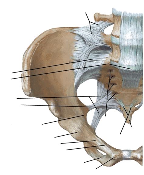 Pelvis Ligaments Diagram Quizlet
