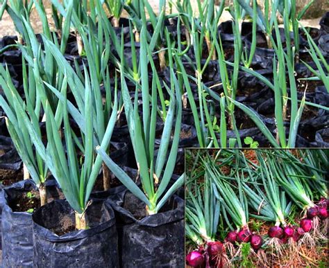 Cara Menanam Bawang Merah Di Pot Agar Cepat Tumbuh Tanamku
