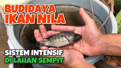 Cara Budidaya Ikan Nila Sistem Intensif Di Lahan Sempit Youtube