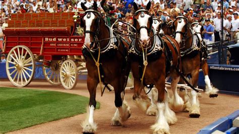 A History Of The Budweiser Clydesdales