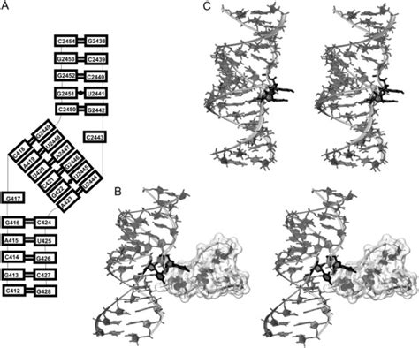 Conformations Of Flanking Bases In Hiv 1 Rna Dis Kissing Complexes