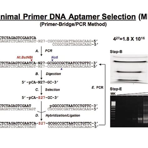 Pdf Minimal Primer And Primer Free Selex Protocols For Selection Of
