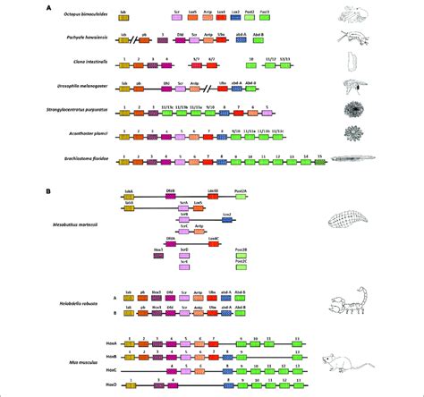 Chromosomal Arrangement Of Hox Genes A Variety Of Hox Arrangement