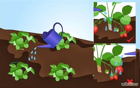 7 Maneras De Cultivar Fresas Cultivar Fresas Fresas Cultivar