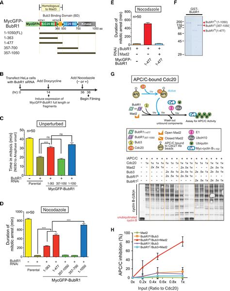 Catalytic Assembly Of The Mitotic Checkpoint Inhibitor Bubr1 Cdc20 By A