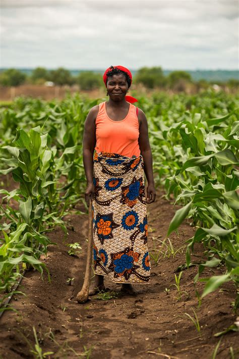 Nsongwe Womens Association Farm Livingstone Zambia Livingston