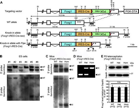 Pattern Of Expression And Banding Of Foxg1 Mutation In Nerve Cells
