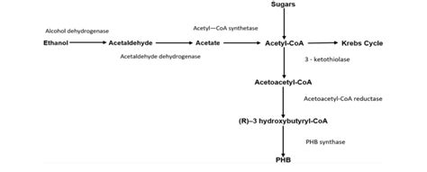 Metabolic Pathway Of Ethanol Oxidation And Phb Fermentation Download