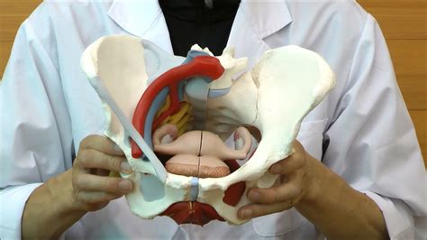 骨盤内臓や骨盤底筋，血管，神経なども確認できる女性骨盤模型│h20 4 Youtube