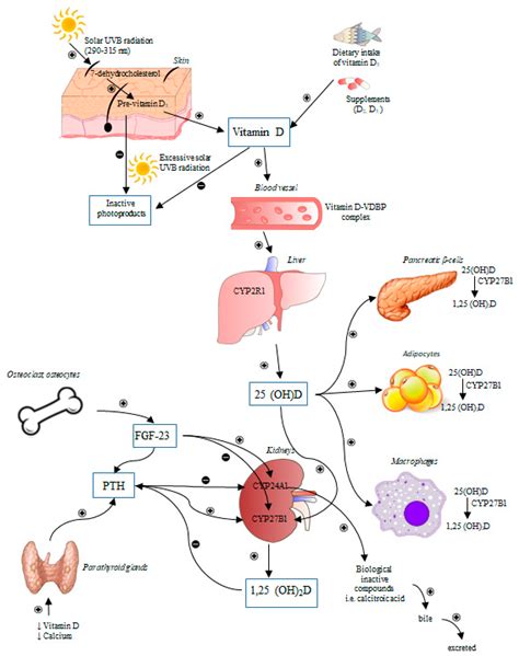 Nutrients Free Full Text Analysis Of Association Between Vitamin D