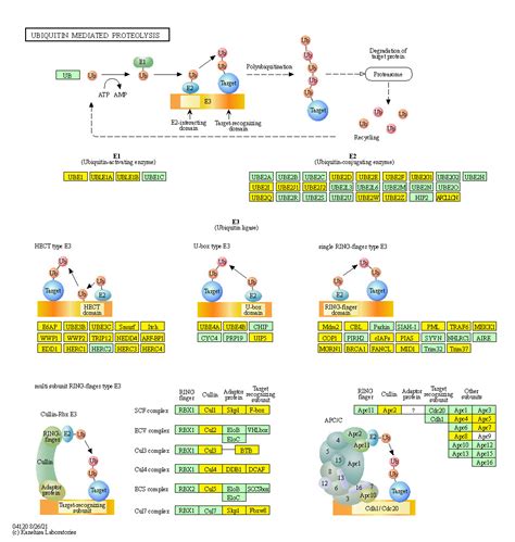 Comprehensive Profile And Contrastive Analysis Of Circular Rna