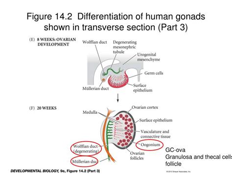 Ppt Chapter 11 Germ Cells Fertilization And Sex Powerpoint