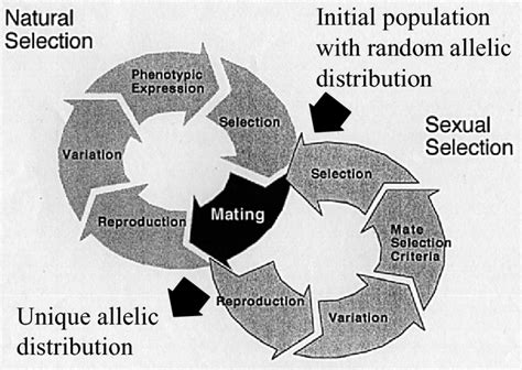 Schematic Representation Of The Model Showing How Through The
