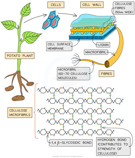 Properties Of Cellulose Edexcel International A Level Biology