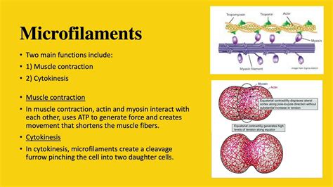 Differences Between Microfilaments Microtubules And Intermediate
