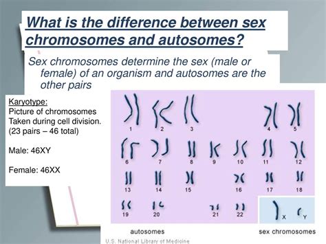 Biology B 4 Molecular Genetics Biotechnology Part 1 Ppt Download