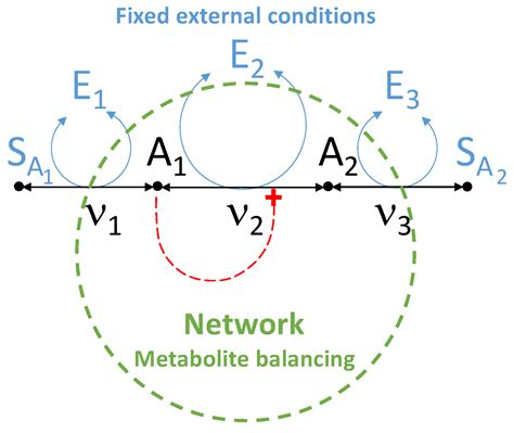 Symmetry Free Full Text Parameter Identification In Metabolic