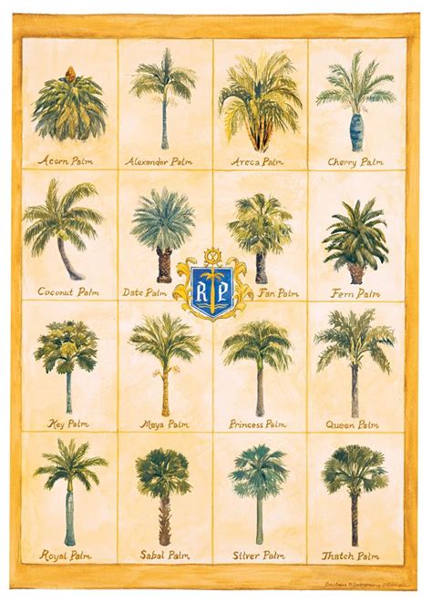 Types Of Palm Trees With Identification Guide Picture