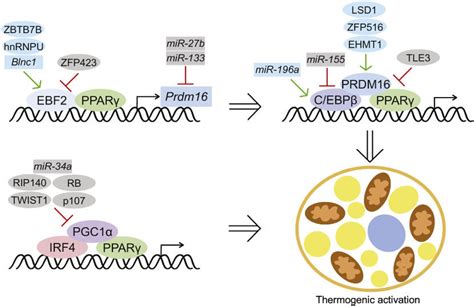Prdm16 And Pgc1α Interact With Pparγ To Activate The Thermogenic