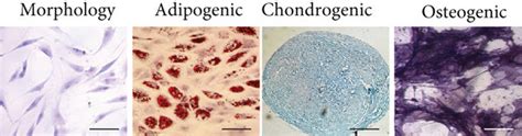 Characterization Of Bm Mscs Analysis Of The Immunophenotype By Flow